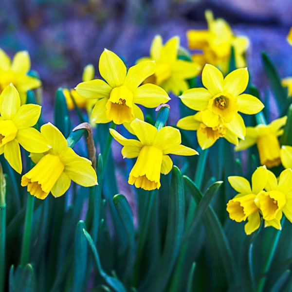 Measure Mix Bake Sprinkle Wood Sign Rustic Kitchen Sign Cooks Sign Home ...