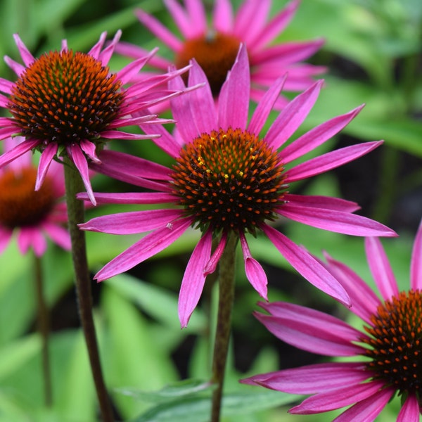 Procreate Color Palette Orange Creamsicle Happy Swatches Bright Colors ...