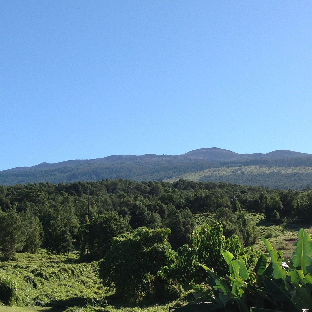 ItsSimplyNatural on Etsy