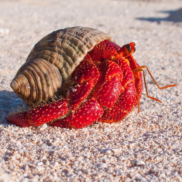 Bat Guano Hermit Crab Food - Etsy