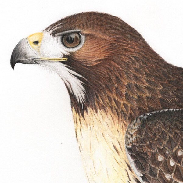 American Kestrel Art Falcon Falconry Drawing Bird of Prey Print 5x7 - Etsy