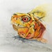 Three-toed Box Turtle Terrapene Carolina Triunguis 8 X 10 Inch Print by ...