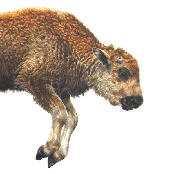 Big Bucks Original Deer Illustration Pen and Ink Sienna Drawing - Etsy