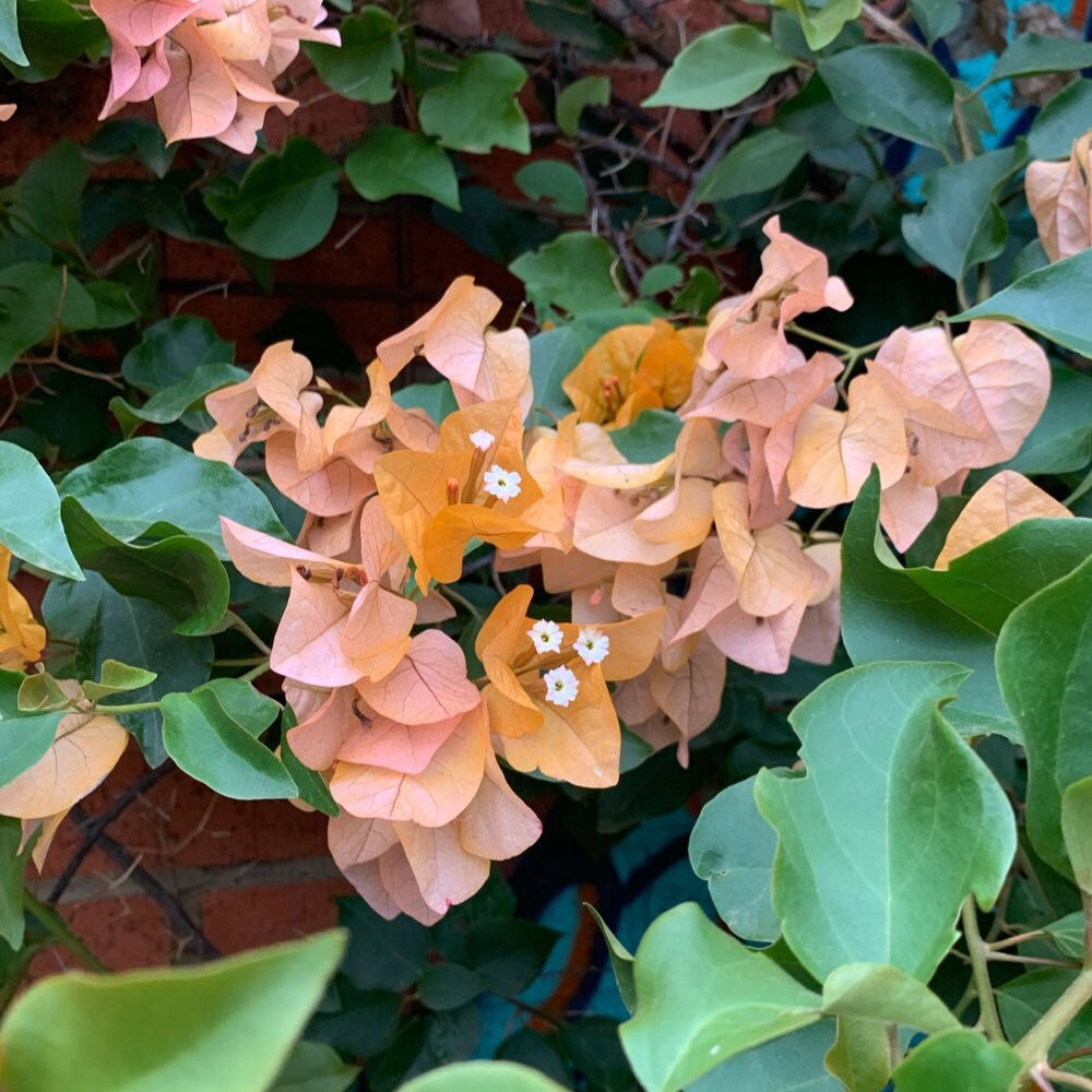 WinnieTurnerArt - Etsy