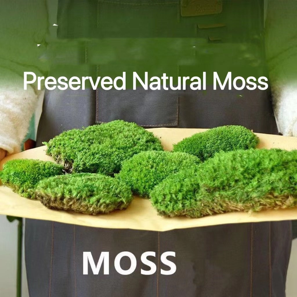 MossShopCo - Etsy