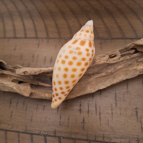 SWFShellsByTheShore - Etsy