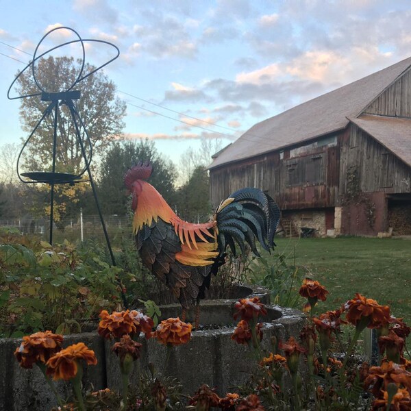 Mixed Color Tall Garden Phlox Seeds - Etsy