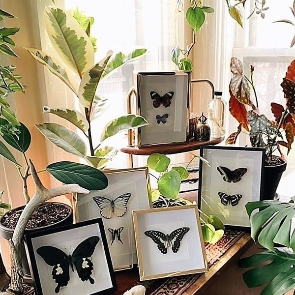 Animal Bone Wall Hanging, Natural Organic Wall Decor, Animal Bone Art ...