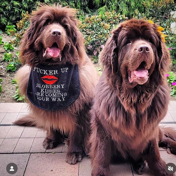 Big Dog Slobber Bib SLOBBER ZONE - Etsy