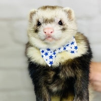 Wizard Ferret,сhristmas for the Ferret, Gift for Ferret Owner ...