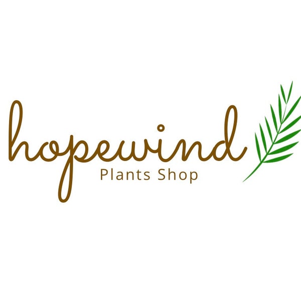 Red Maranta, Prayer Plant, 4inch Pot, Hopewind Plants Shop - Etsy