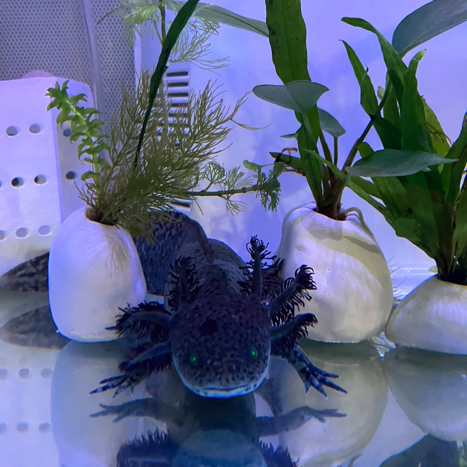 AquaLotl - Etsy