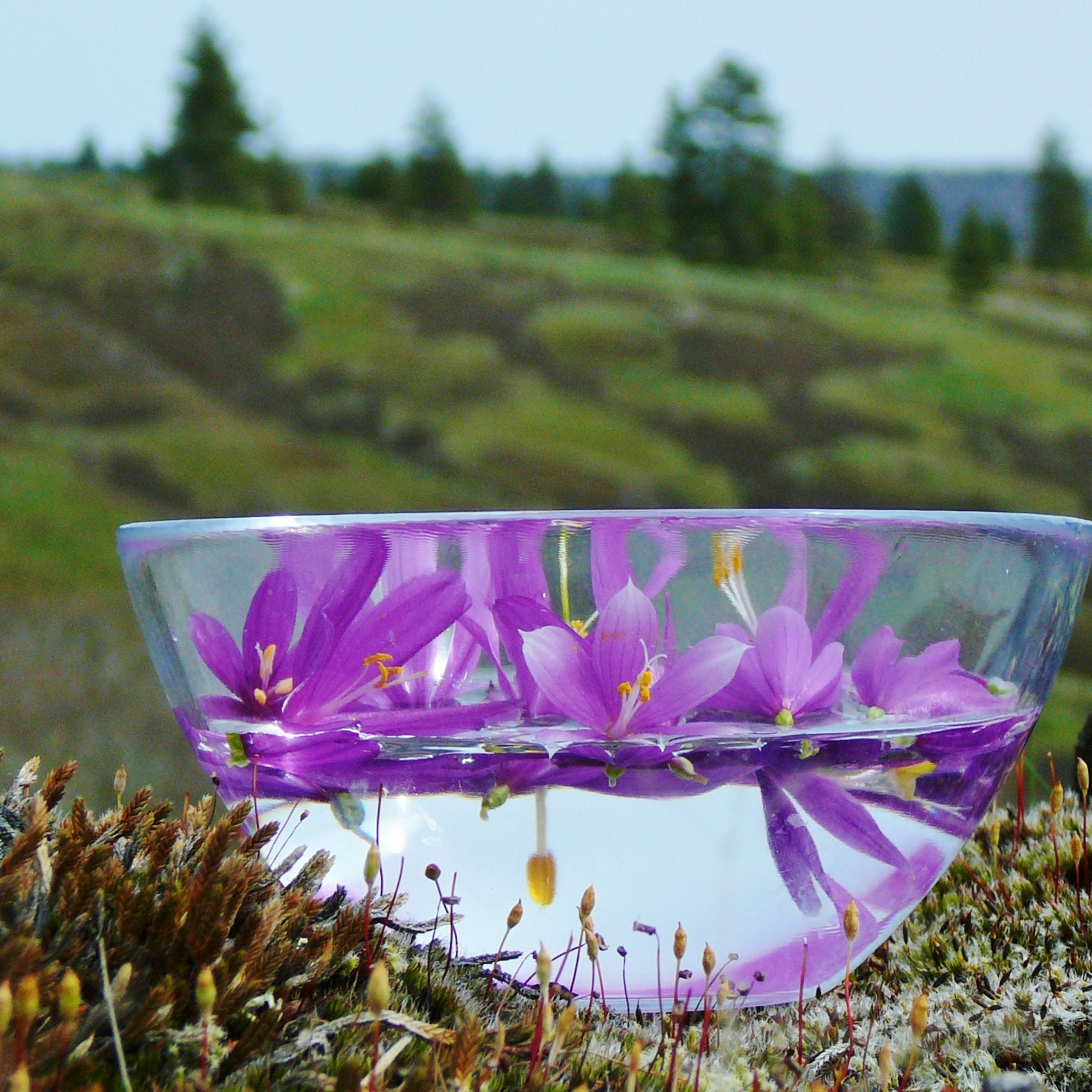 PurifoyFlowerEssence - Etsy