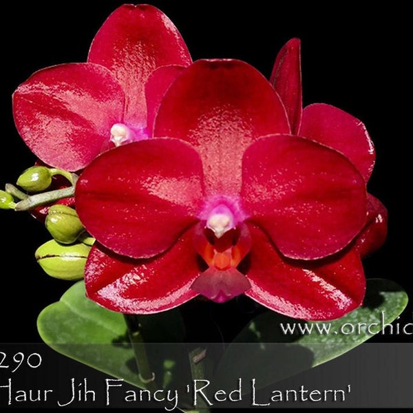Husky Plant , Ruby Velvet Red Phalaenopsis Formosa Ruby 'brilliant' - Etsy