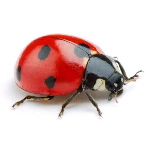 nancymaggielee | Etsy