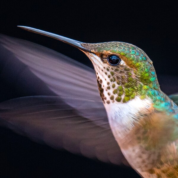 Calliope Hummingbird - Etsy