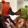 Crochet Dog Hood Pattern - Etsy Canada