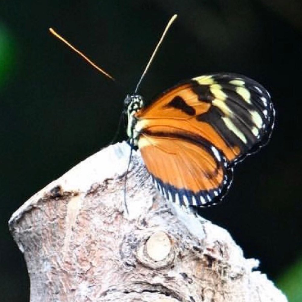 FlutterbyPostcards - Etsy
