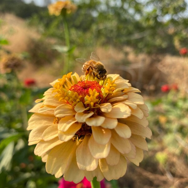 Vintage Yarn Clown Orange White Skinny Leggy Stringy Guy - Etsy