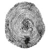 Larch Tree Ring Print, Woodcut Print, Tree Ring Print, Handmade Print ...