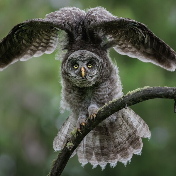 The Fabulous Five - Etsy