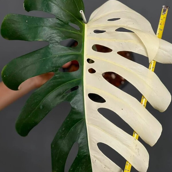 Fresh Eucalyptus Shower Bundle, Eucalyptus Shower Bundle, Indoor ...