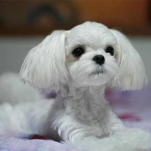 Small Breed Dog Fleece Sweater, Dog Paw Printed Dog Sweater, Paw ...