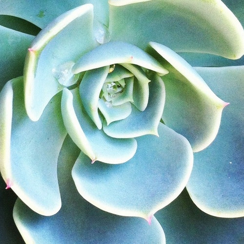 iDreamofGardens - Etsy