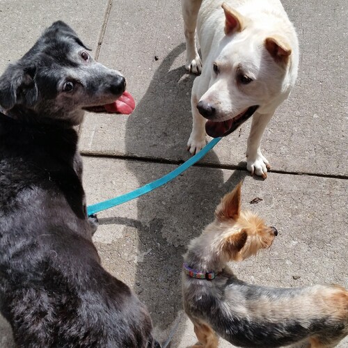 ThreeDogPosse - Etsy