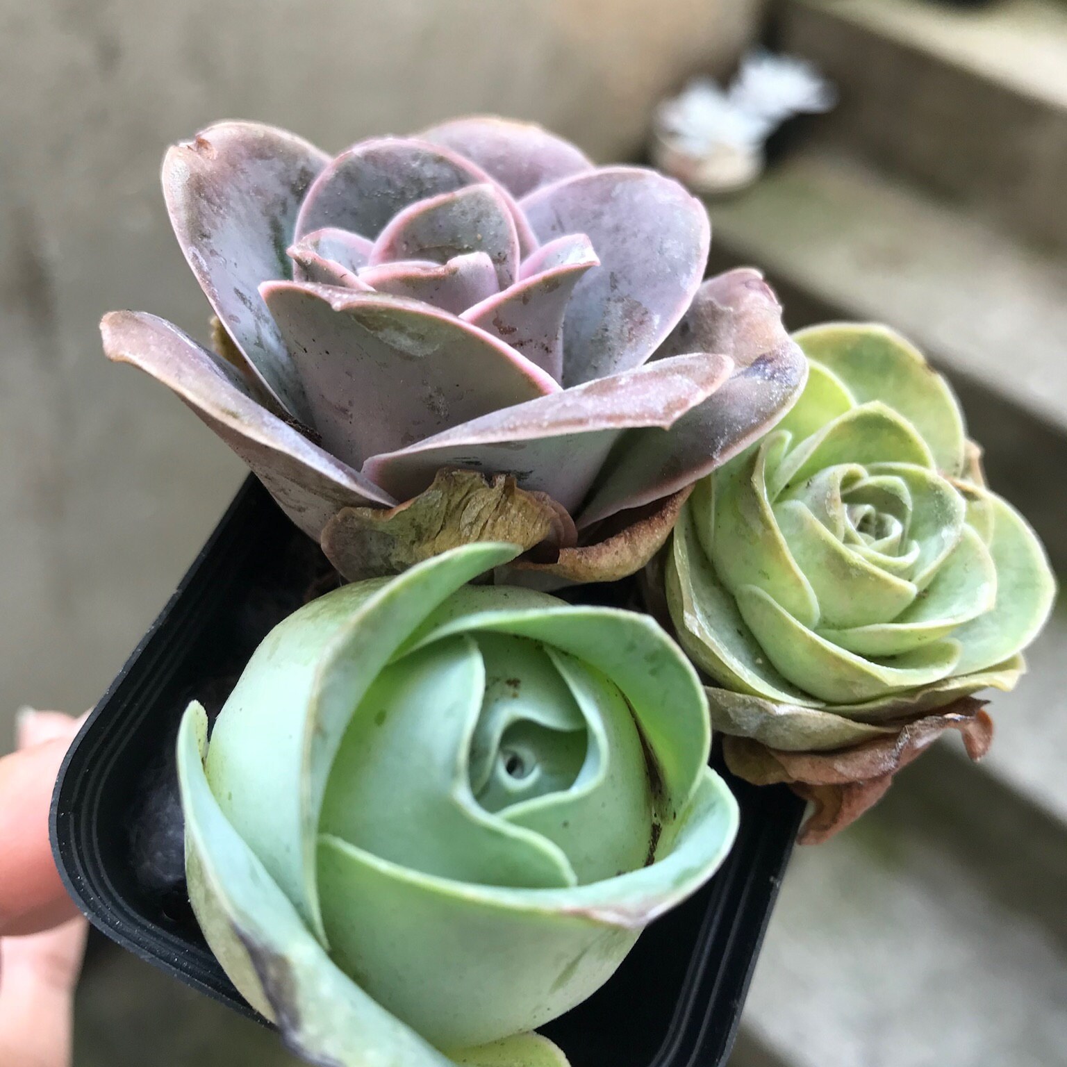 We offer a beautiful variety of rare succulents. by NewSucculent