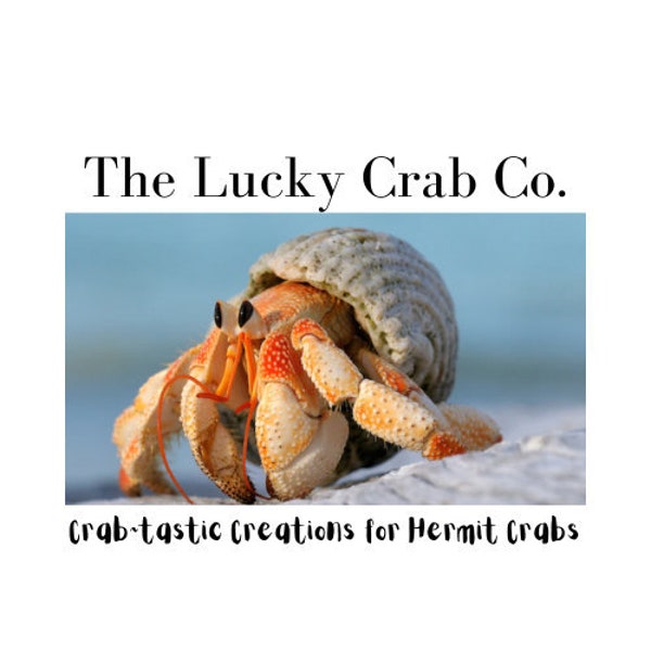 Hermit Crab Food Dish Recovery Dish Sick Hermit Crab Dish All in One ...