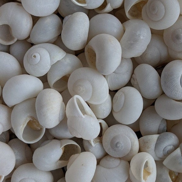 NEW for 2022 Two Hand-picked LARGE Apple Snail Shell in Handmade Jute ...