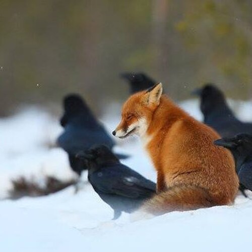 GrayFoxVerksted - Etsy