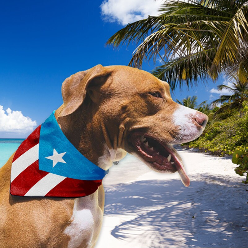 Is Pitbull Puerto Rican