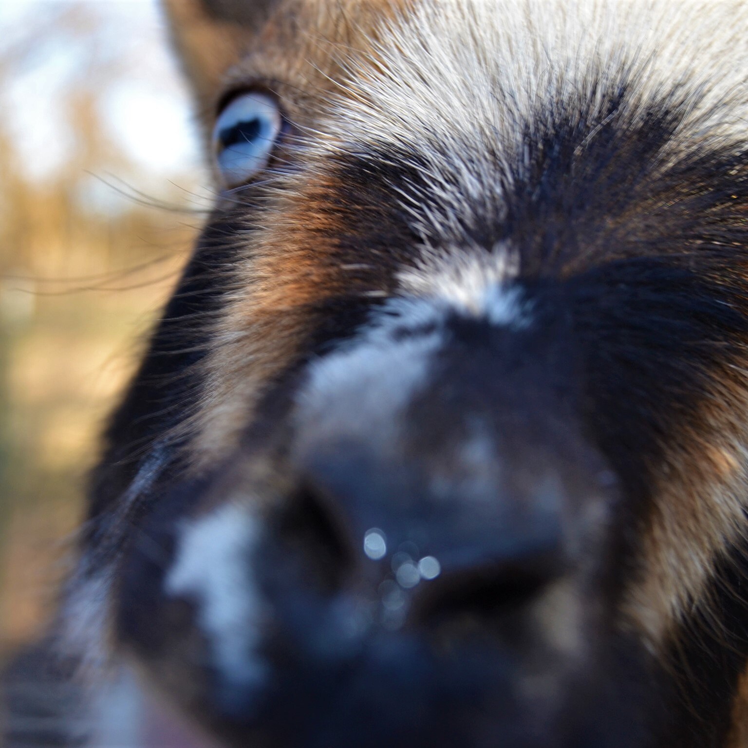 Collectibles Lot of 8 antique FISH TRADING CARDS 1900 Arm & Hammer ...