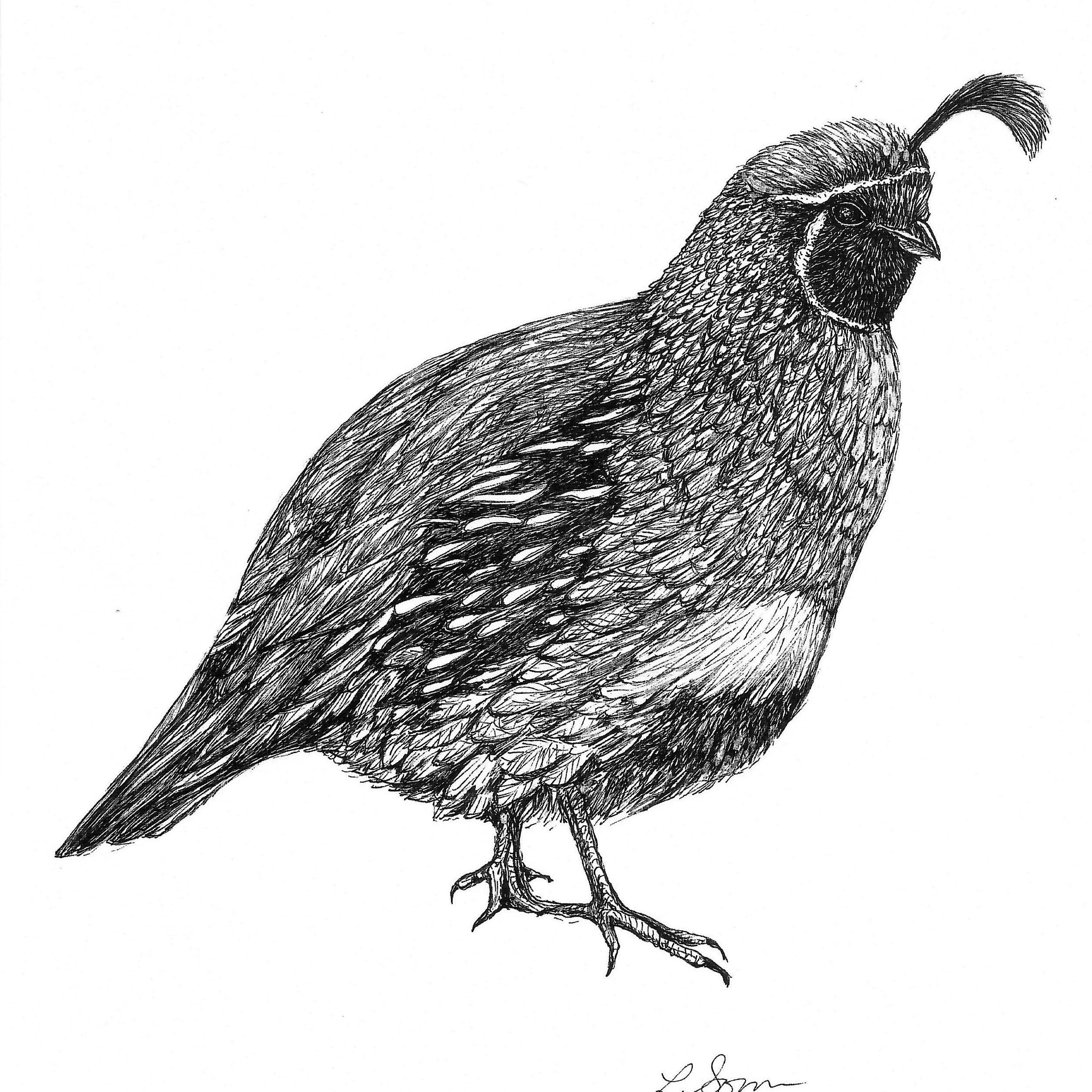 QuailRunDesigns - Etsy