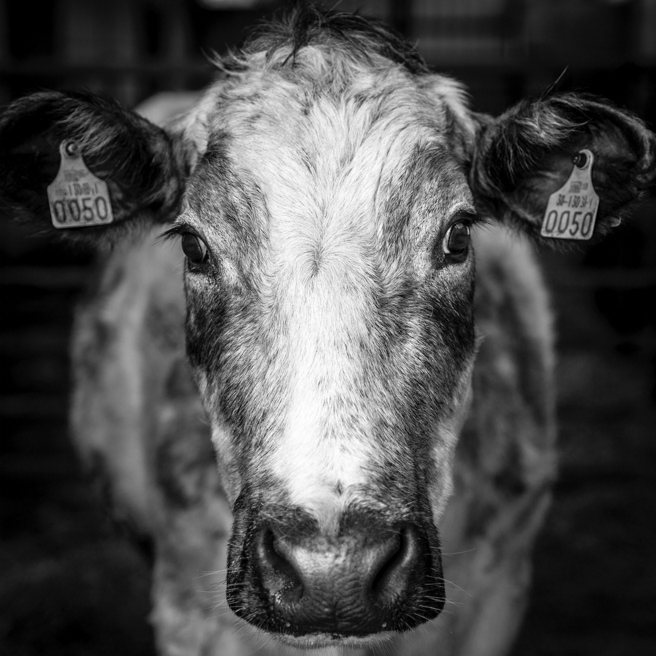 petergroganphoto - Etsy