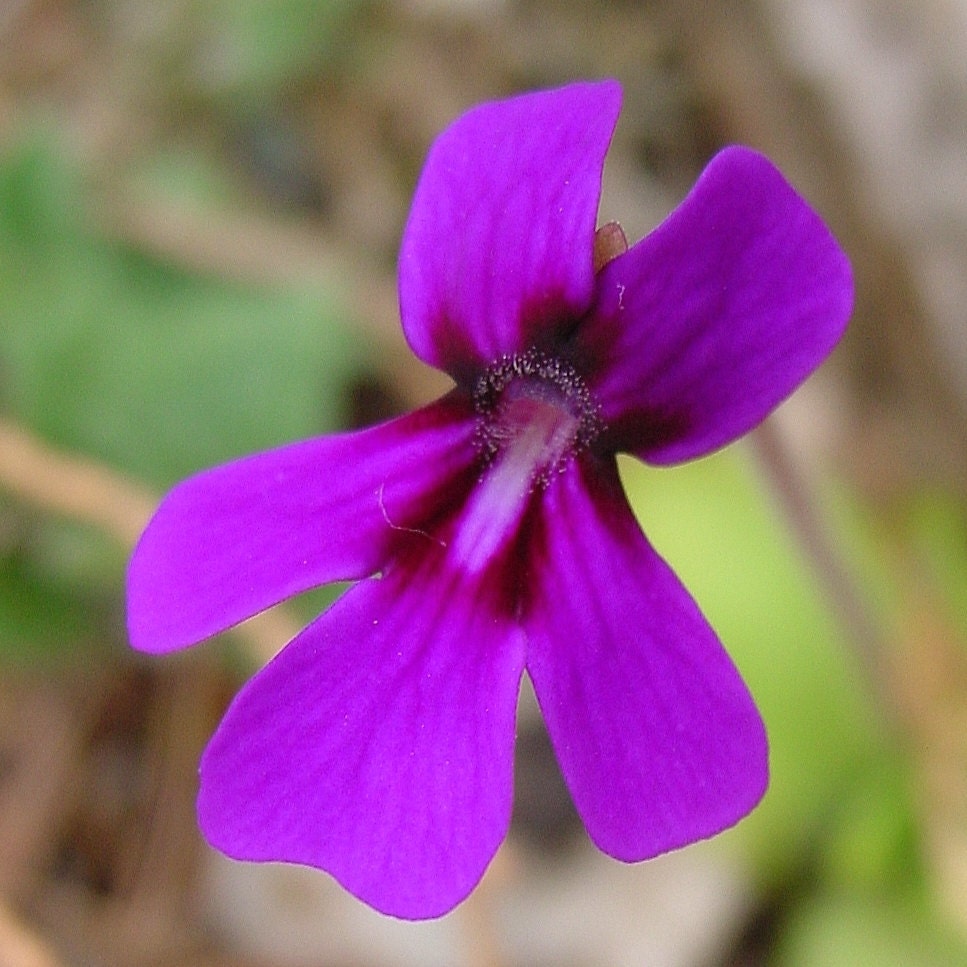 Tiger nuts Cyperus esculentus Earth Almond 50 g ~ 130 tubers Floral ...