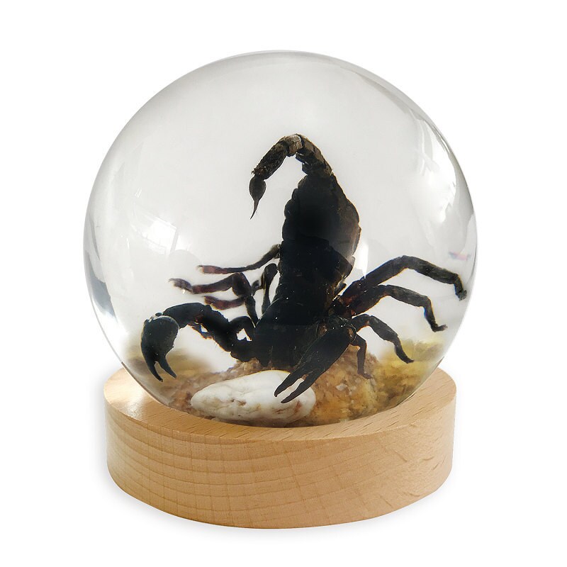 Home & Living Office Paperweights Dome Paperweight \u02782.5x1.3 in ...