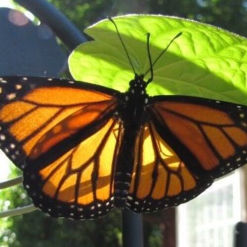 MonarchTreasures - Etsy