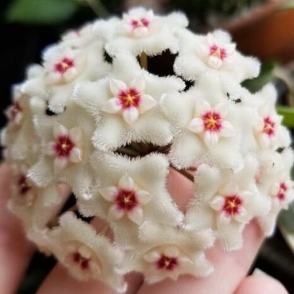 1 Belle OF INDIA Jasmine-jasminum Sambac Doublestarter Plant Intensely Fragrant - Etsy