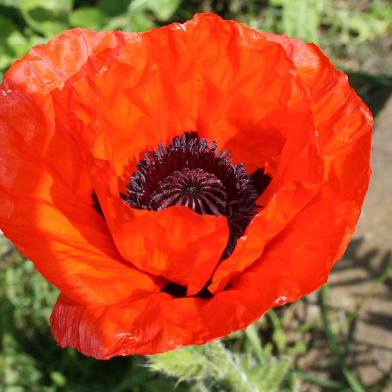 TheVelvetPoppy - Etsy