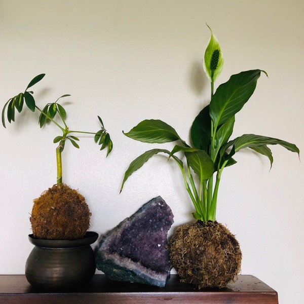 Kokedama Indoor Plant Display Hanging Moss Ball Mother Day Plant Lovers ...