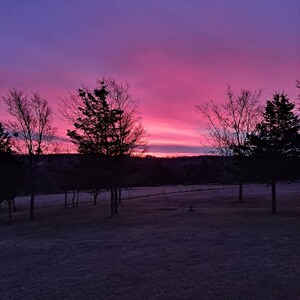 Northern Red Oak Acorns 10x Natural Acorns With Caps quercus Rubra - Etsy