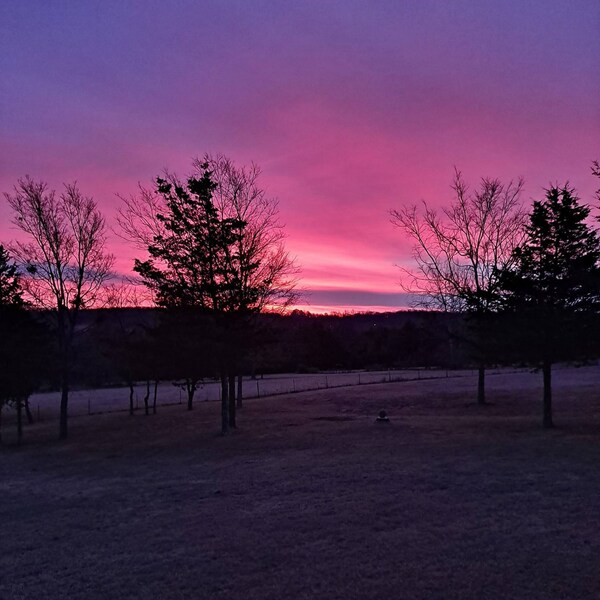 Northern Red Oak Acorns 10x Natural Acorns With Caps quercus Rubra - Etsy