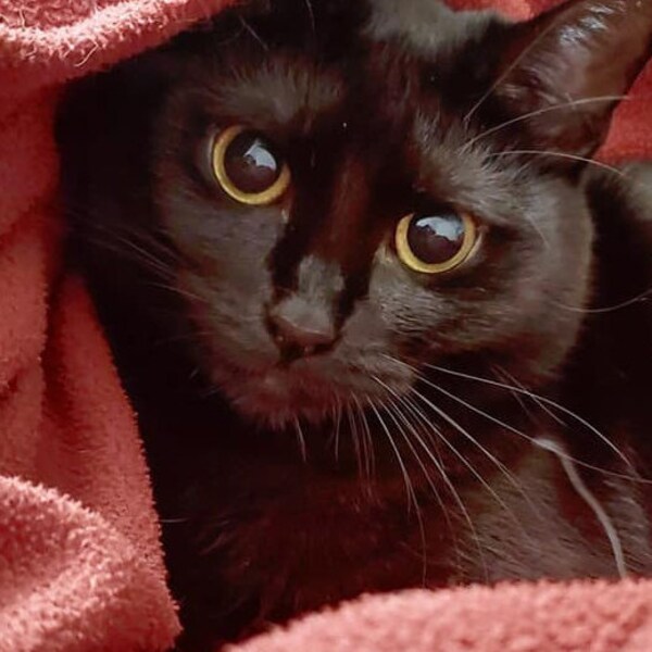 Slay the Spire Characters Hand Drawn 3 SVG Bundle great for Cricut - Etsy