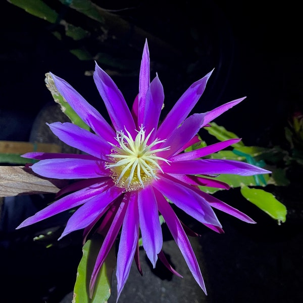 Anigozanthos 'BUSH RANGER' dwarf Red Kangaroo Paw - Etsy