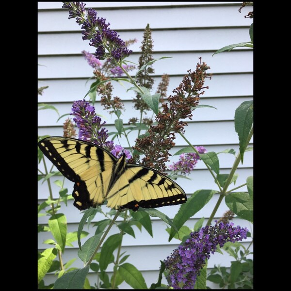 Beautiful Handcrafted Cream & Turquoise Lamp Work Bead Dangle Sterling ...