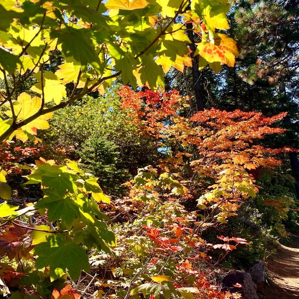 Ponderosa Wood Bark, Natural Pine Tree Bark, Natural Craft Material, Terrarium Habitat, Rustic ...
