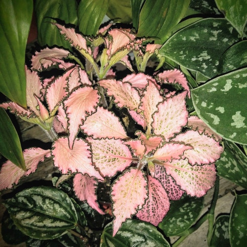 ThePlantEzShop - Etsy